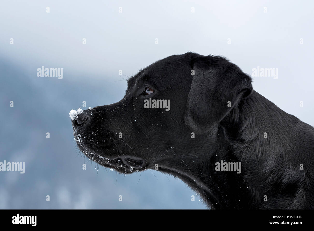 Snow Flakes On Nose With Dogs