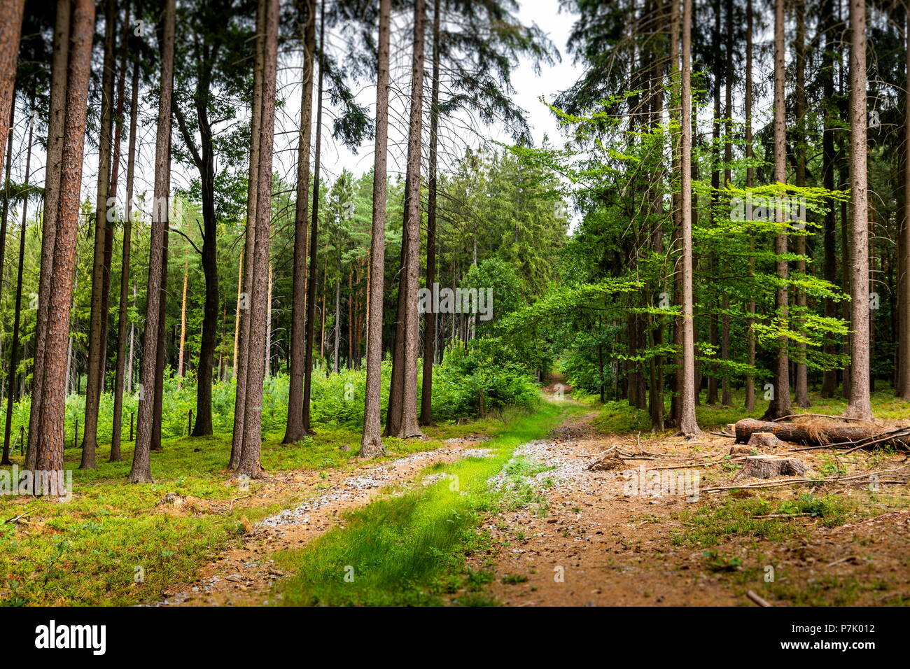 Czech summer hi-res stock photography and images - Alamy