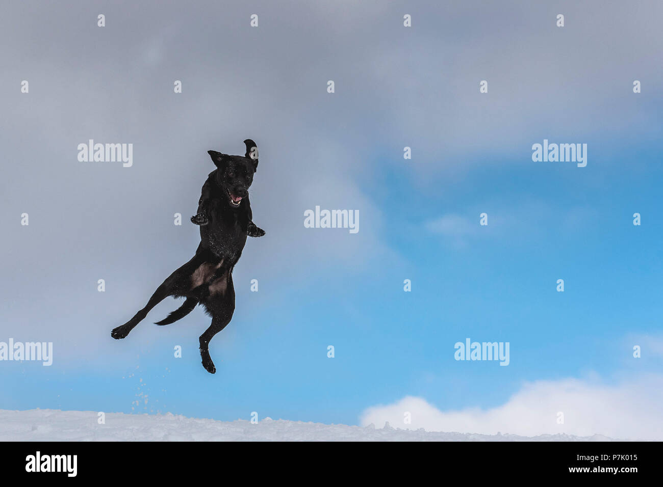 Black Labrador jumping with his ears up in the snow, in the background ...