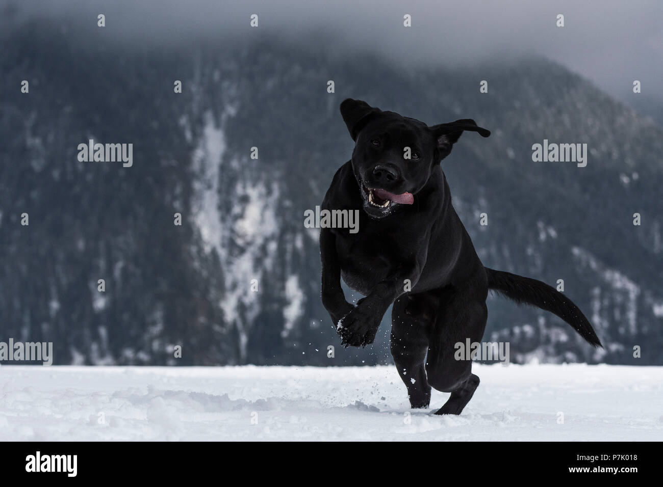 Black Labrador playing in the snow, mountains in the background Stock ...