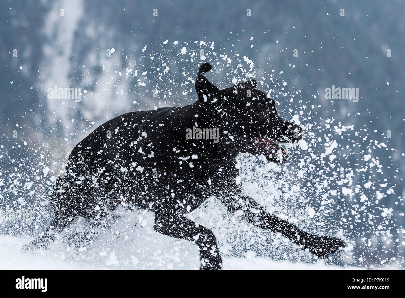 Black labrador playing in the snow, splashing snow, mountain in the ...