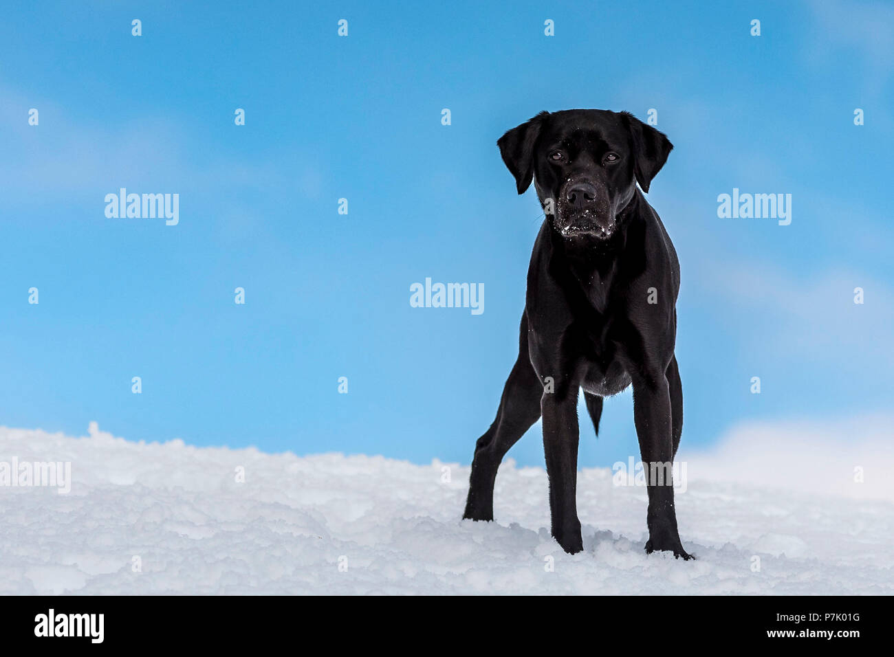Black labrador standing attentively in the snow, in the background blue ...