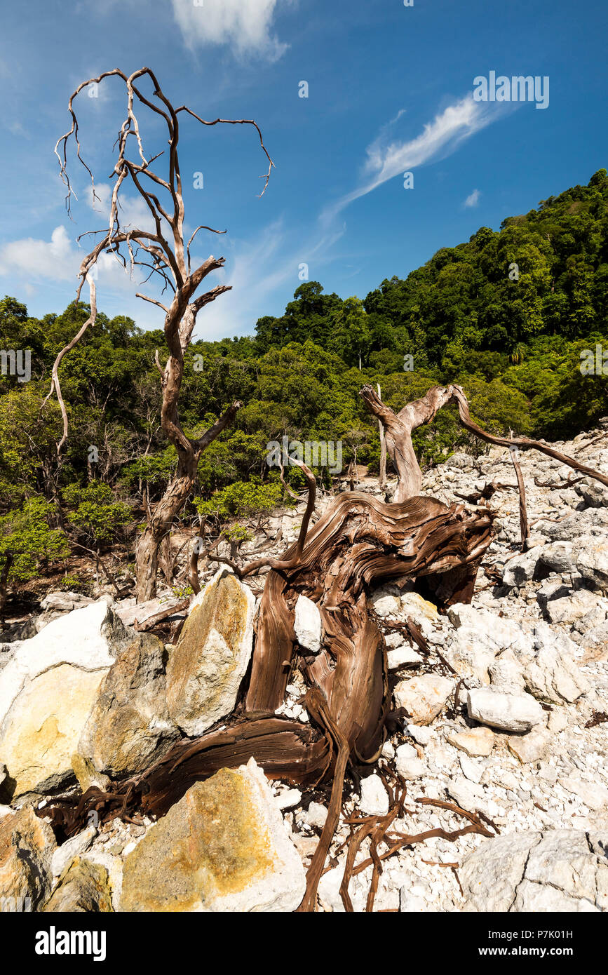 An old weathered tree skeleton on the Pulau Weh volcano, Indonesia ...