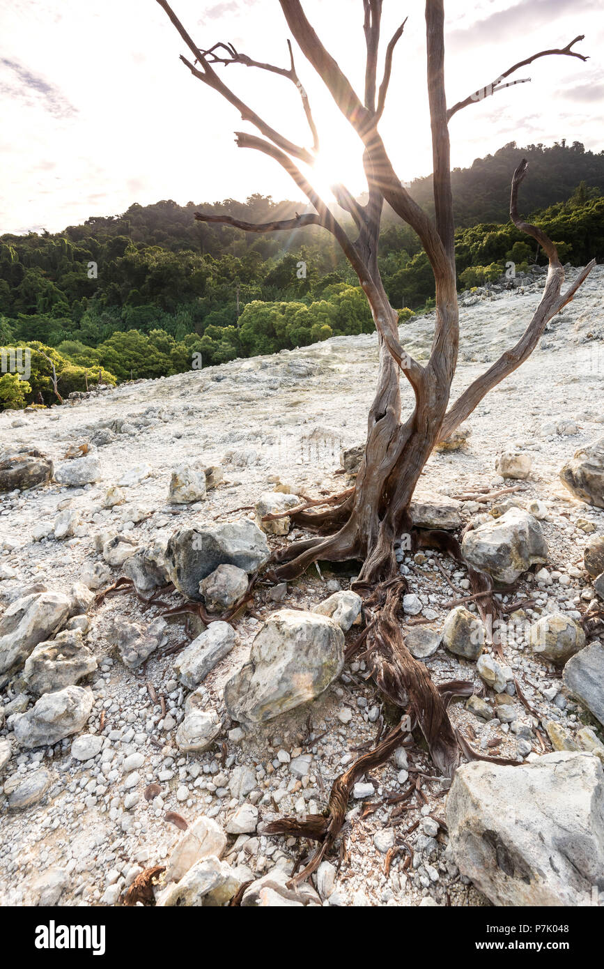 Dead tree in backlight at volcano on Pulau Weh island Stock Photo - Alamy