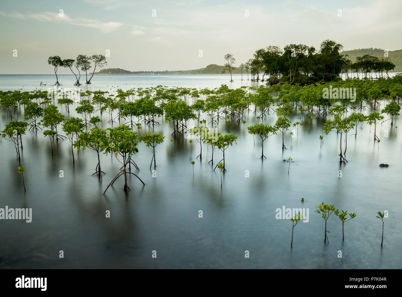 Young mangrove forest at sunset on Pulau Weh Stock Photo - Alamy