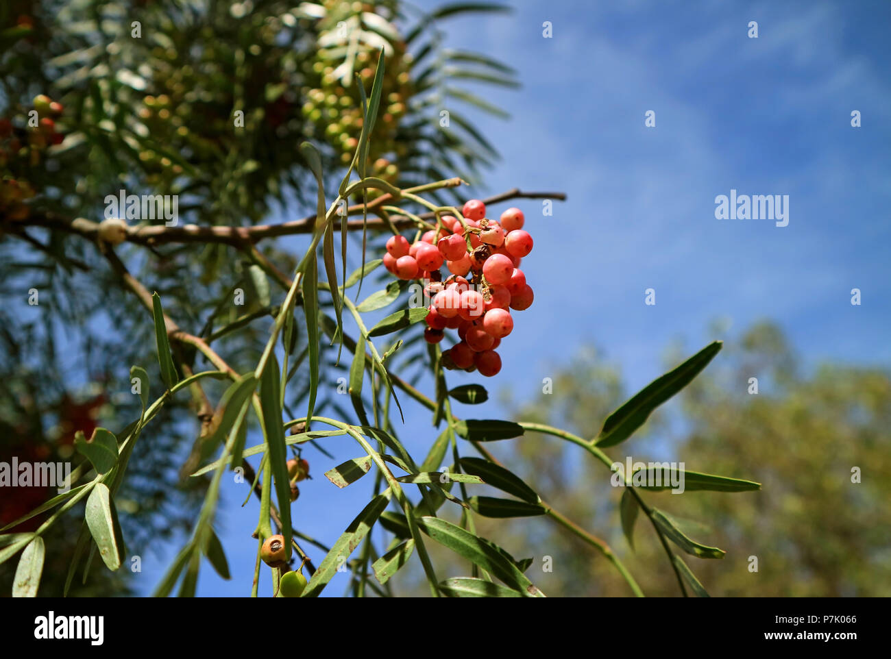 Schinus molle hi-res stock photography and images - Alamy