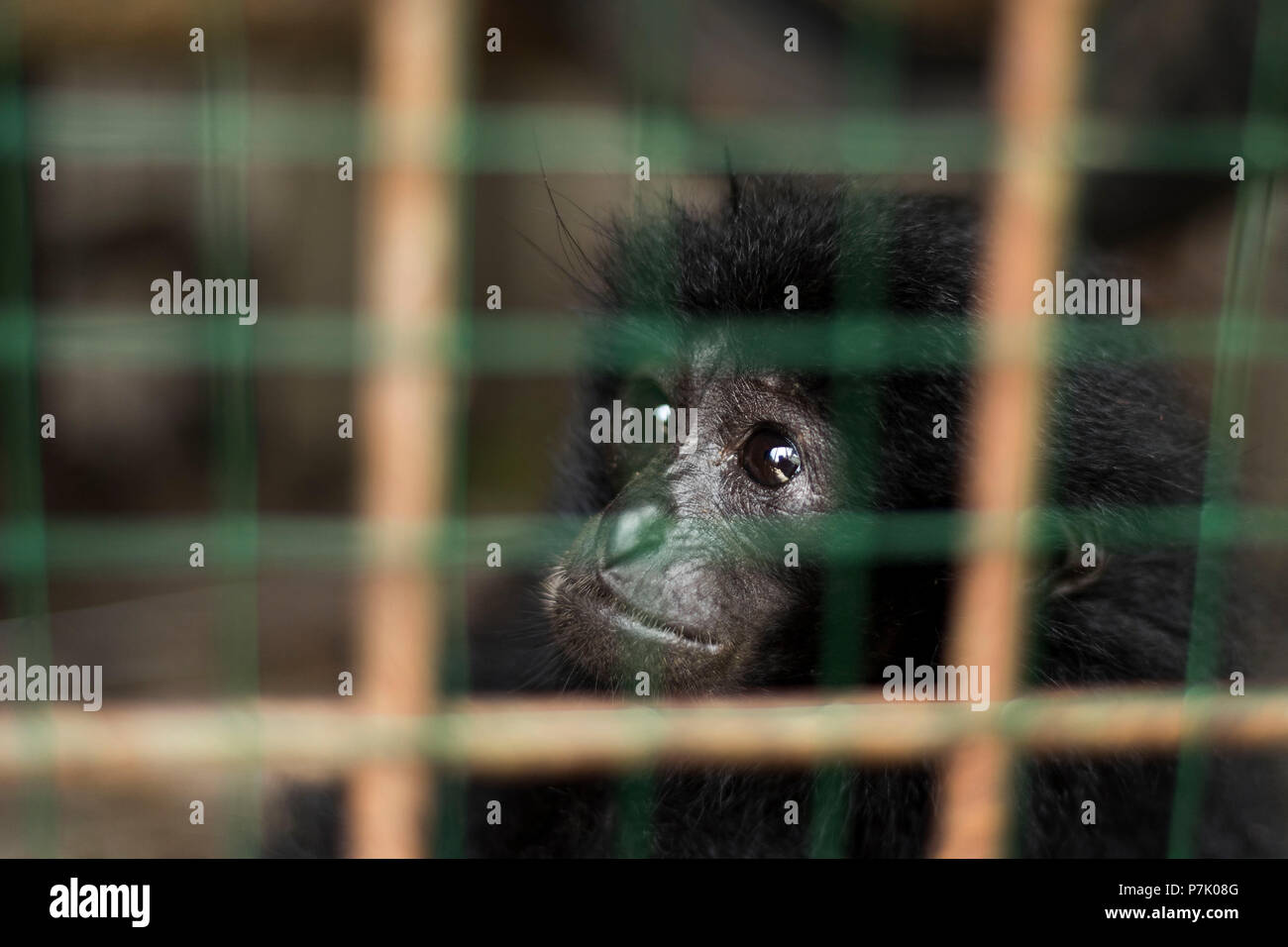 Siamang monkey in captivity Stock Photo - Alamy