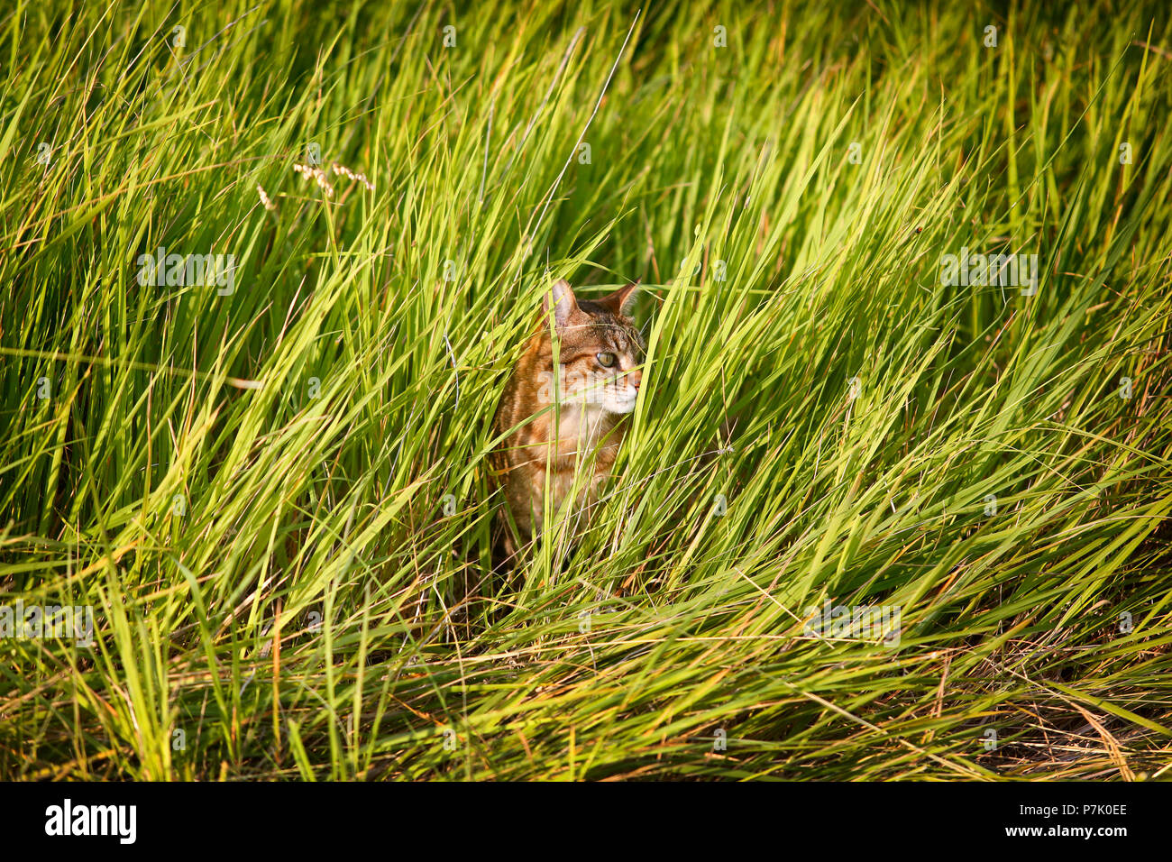 Domestic striped cat hiding in long grass Stock Photo - Alamy