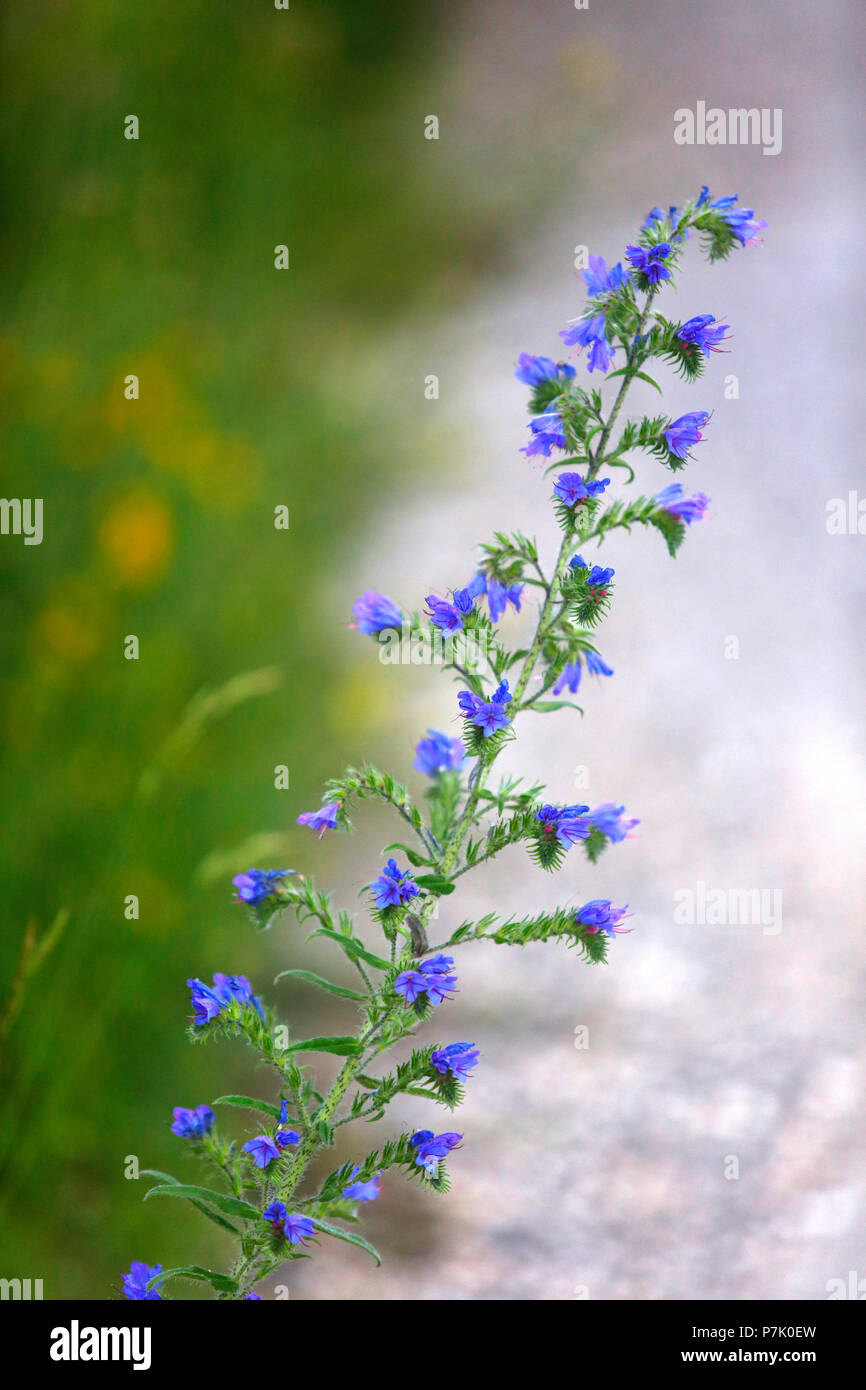 Roadside weeds hi-res stock photography and images - Alamy