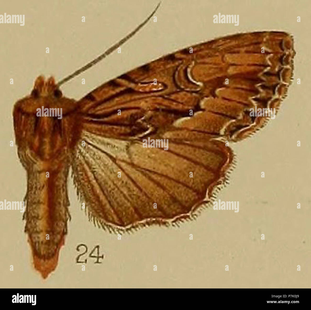 24-Anytus lencocyma=Blepharita leucocyma (Hampson 1907 Stock Photo - Alamy