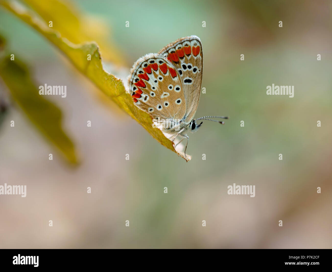 Brown Argus butteffly, Aricia agestis Stock Photo - Alamy