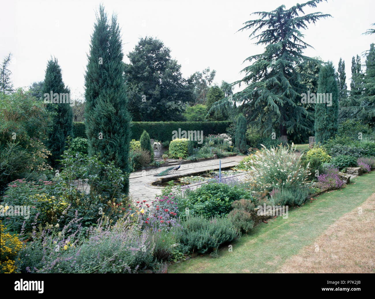 Fastigiate conifers and pond in large country garden Stock Photo - Alamy
