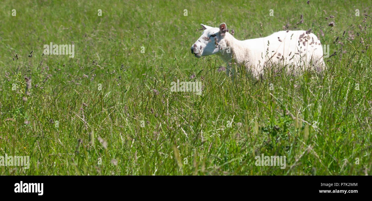 DE - Niedersachsen The lamb on the dike Stock Photo - Alamy