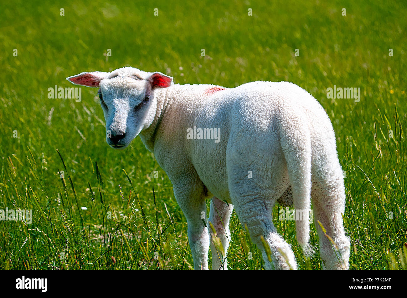 DE - Niedersachsen The lamb on the dike Stock Photo - Alamy