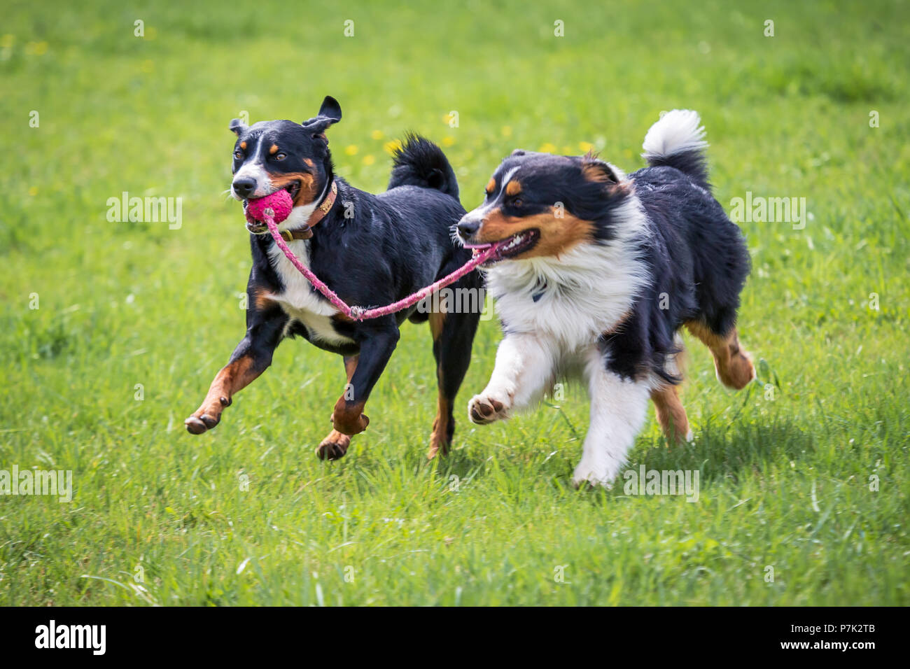 Dogs Playing Together