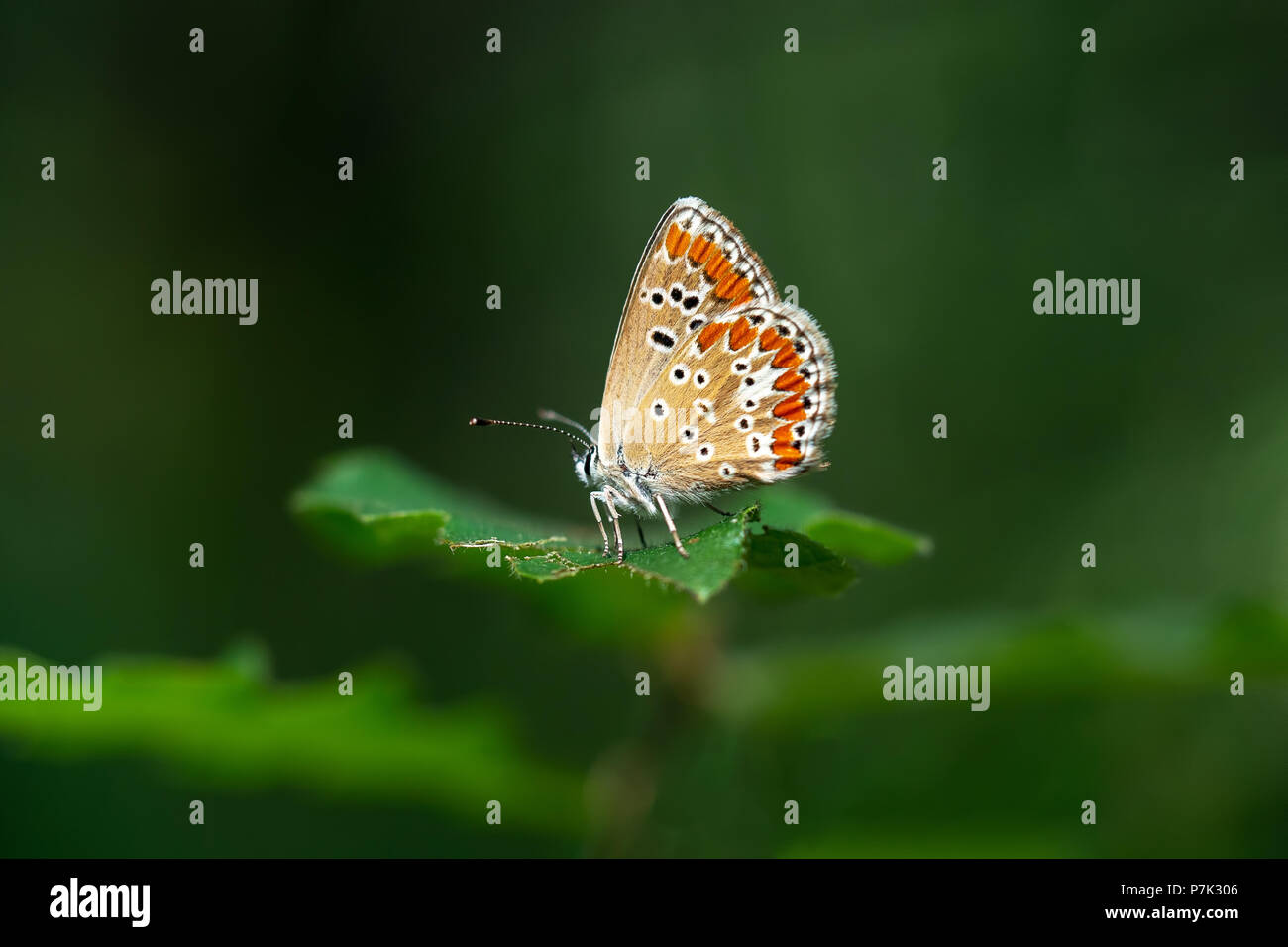 Brown Argus butterfly, Aricia agestis Stock Photo - Alamy