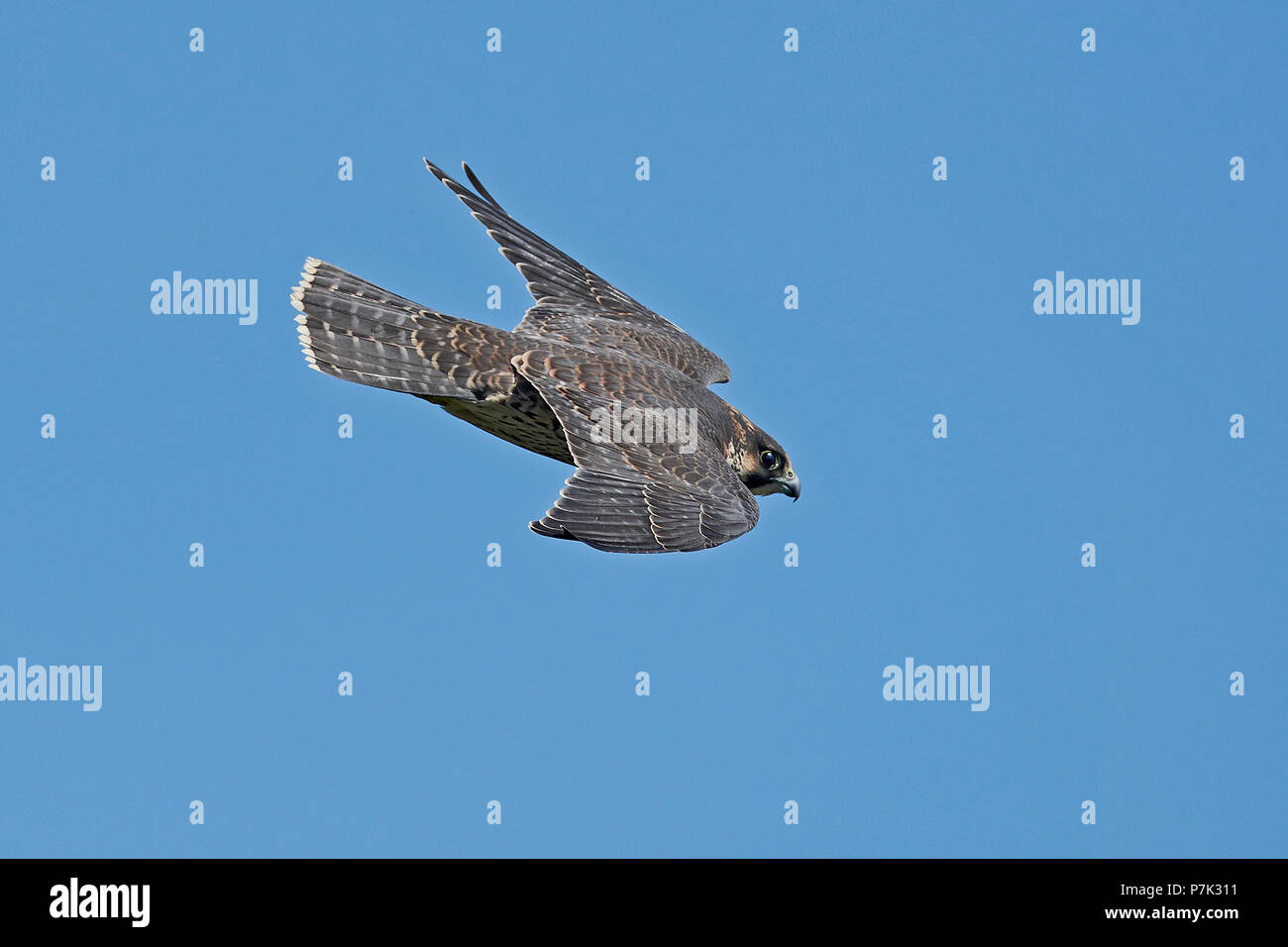 Peregrine falcon in its natural habitat in Denmark Stock Photo - Alamy
