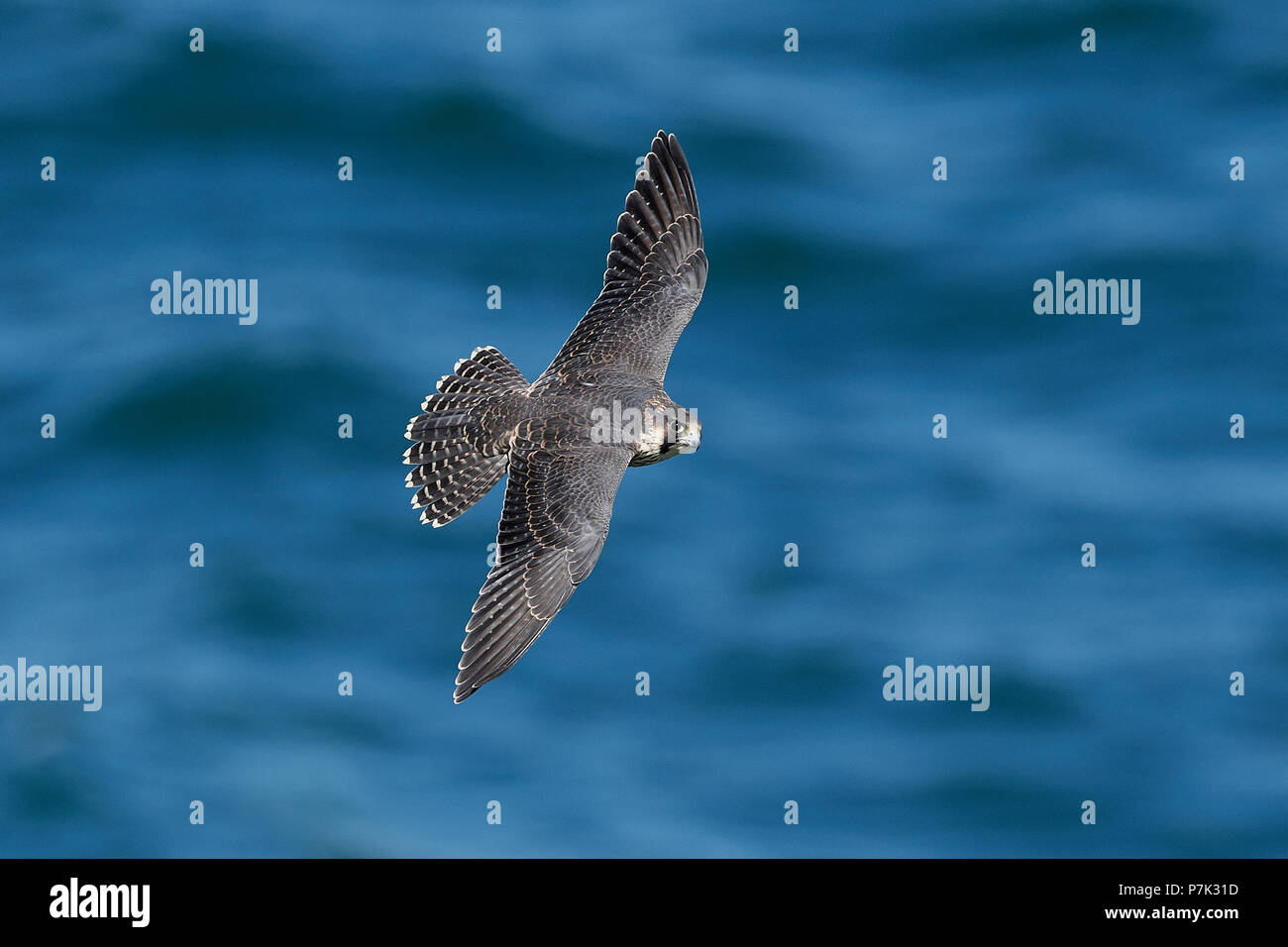 Peregrine falcon in its natural habitat in Denmark Stock Photo - Alamy