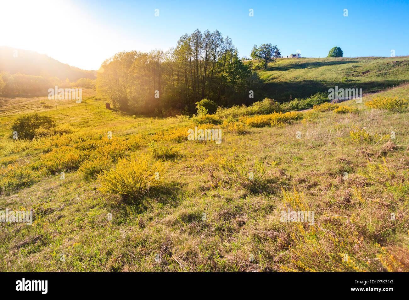Landscape green trees plants hi-res stock photography and images - Alamy