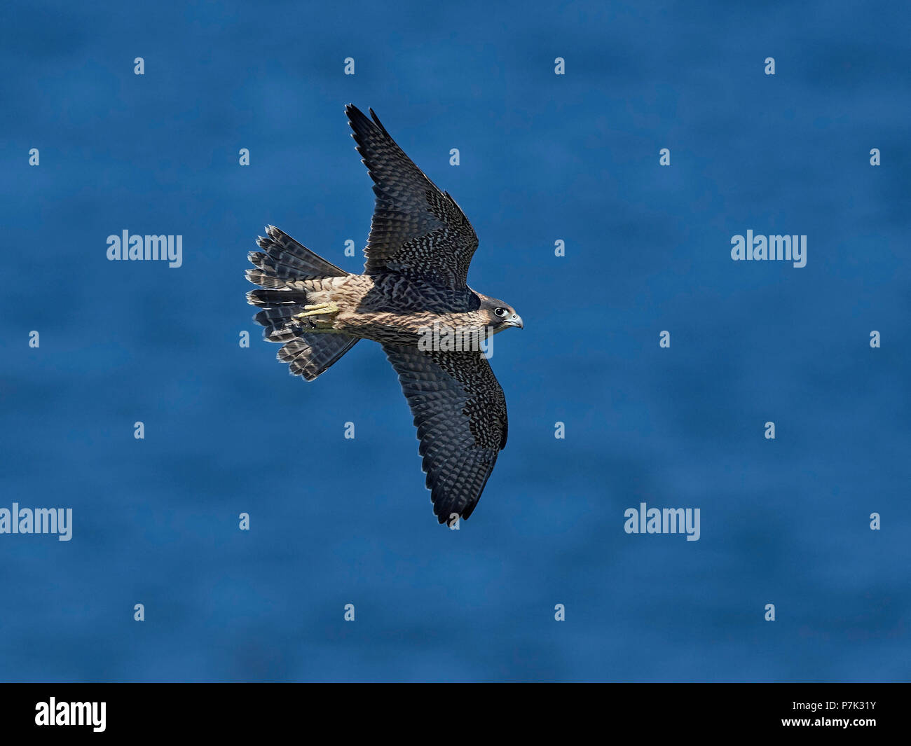 Peregrine falcon in its natural habitat in Denmark Stock Photo - Alamy