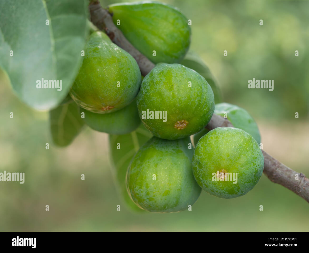 Fig tree fruit hi-res stock photography and images - Alamy