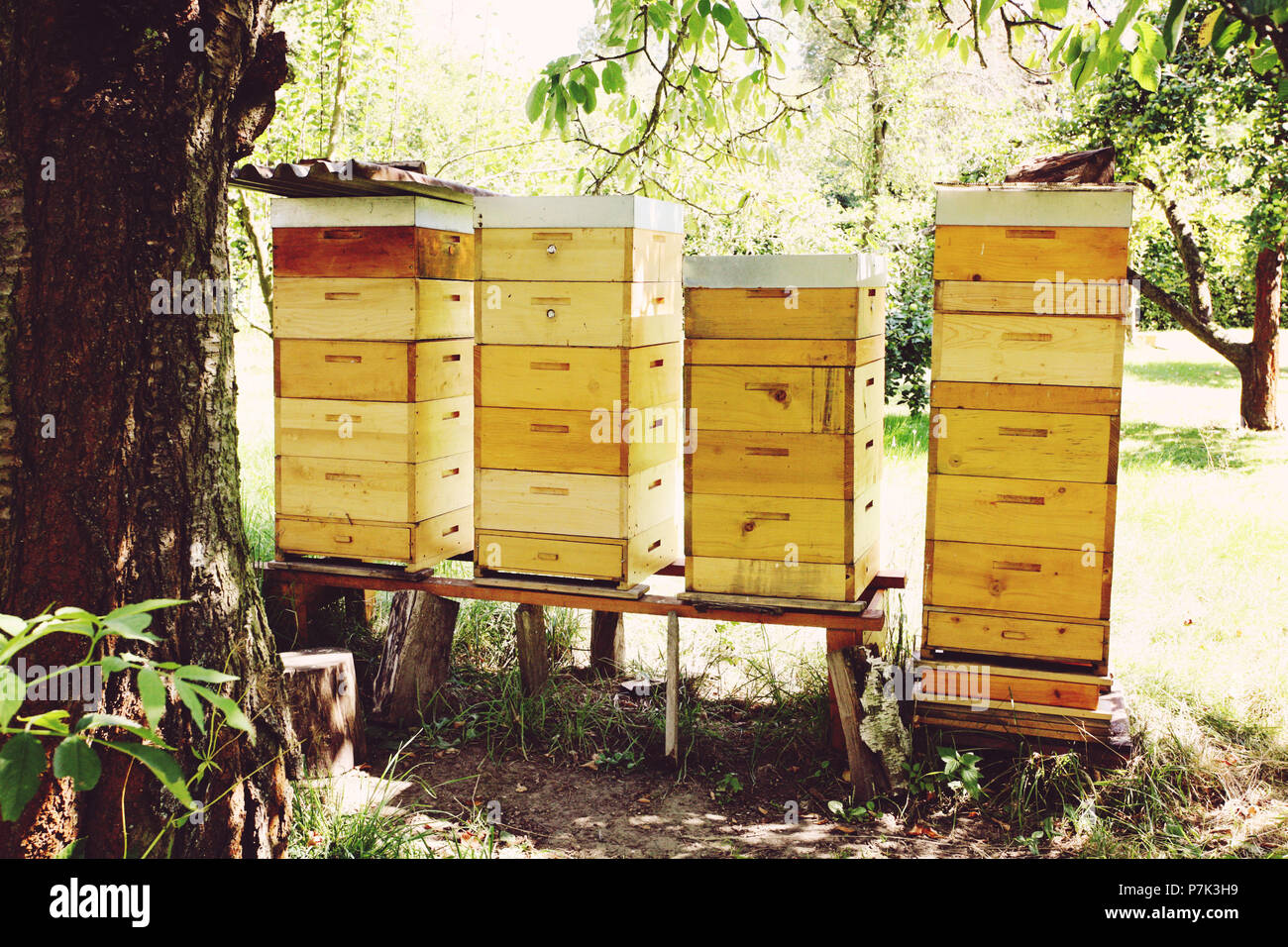Empty beehive tree hi-res stock photography and images - Alamy