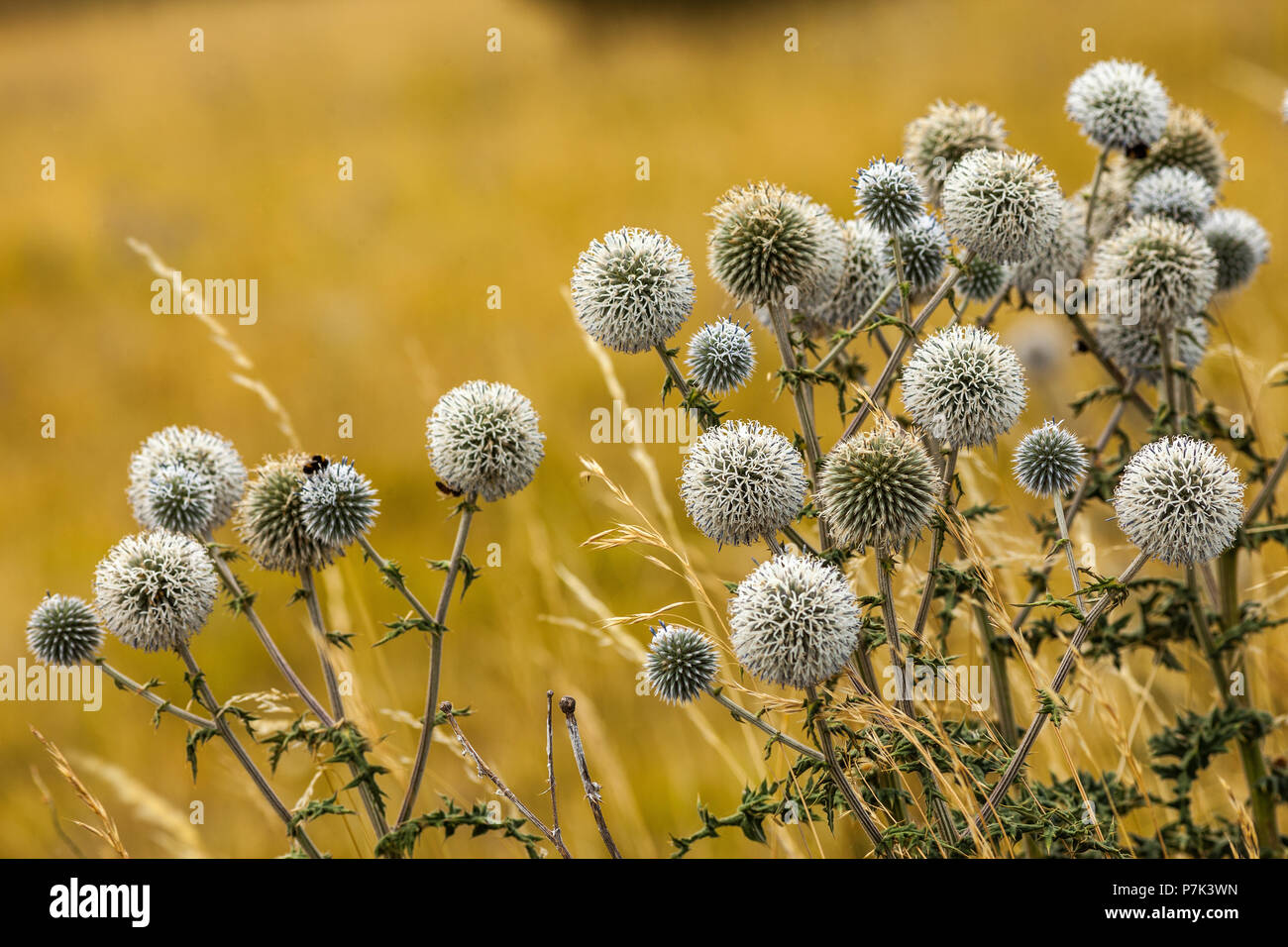 Echinops sphaerocephalus, globe thistle Stock Photo - Alamy