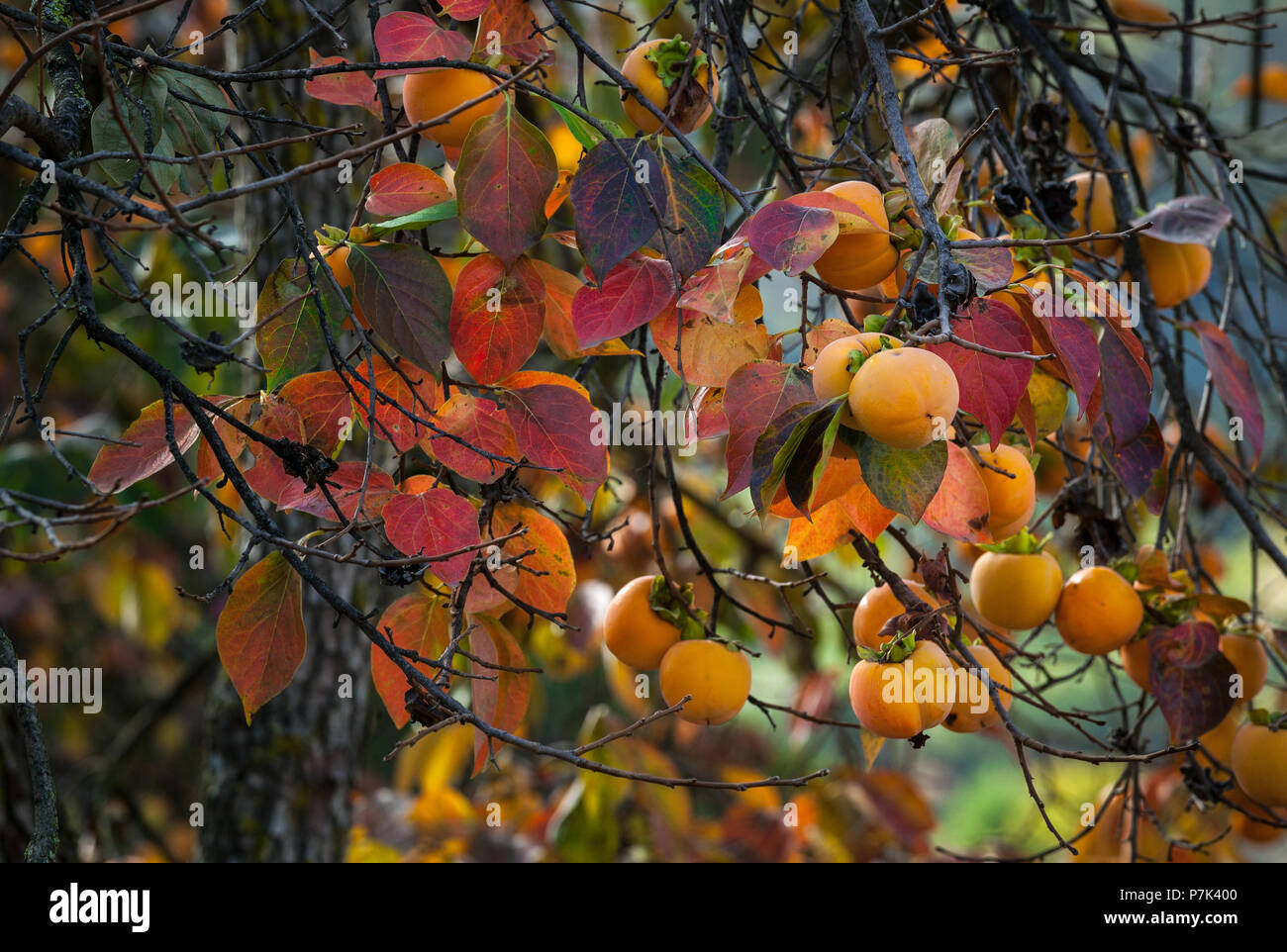 Persimmon tree hi-res stock photography and images - Alamy