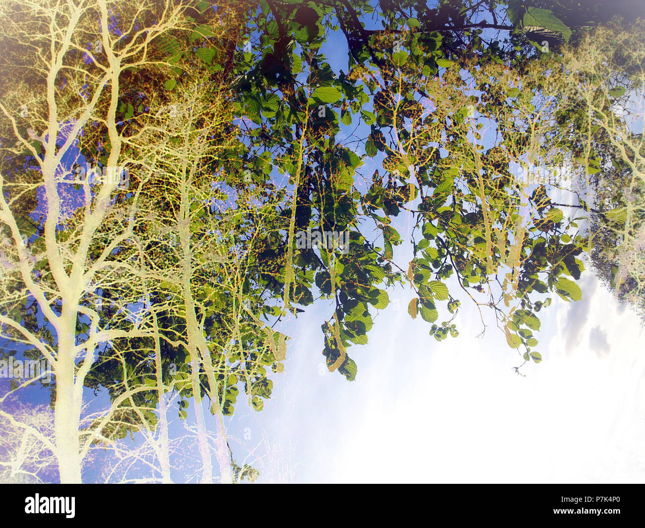 Plants trees bushes hi-res stock photography and images - Alamy
