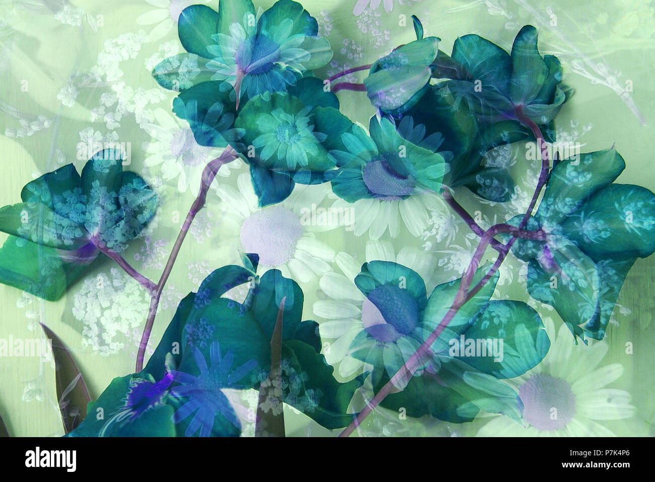 Corolla Flower Shapes Original Watercolour Artwork Eight Types Floral ...