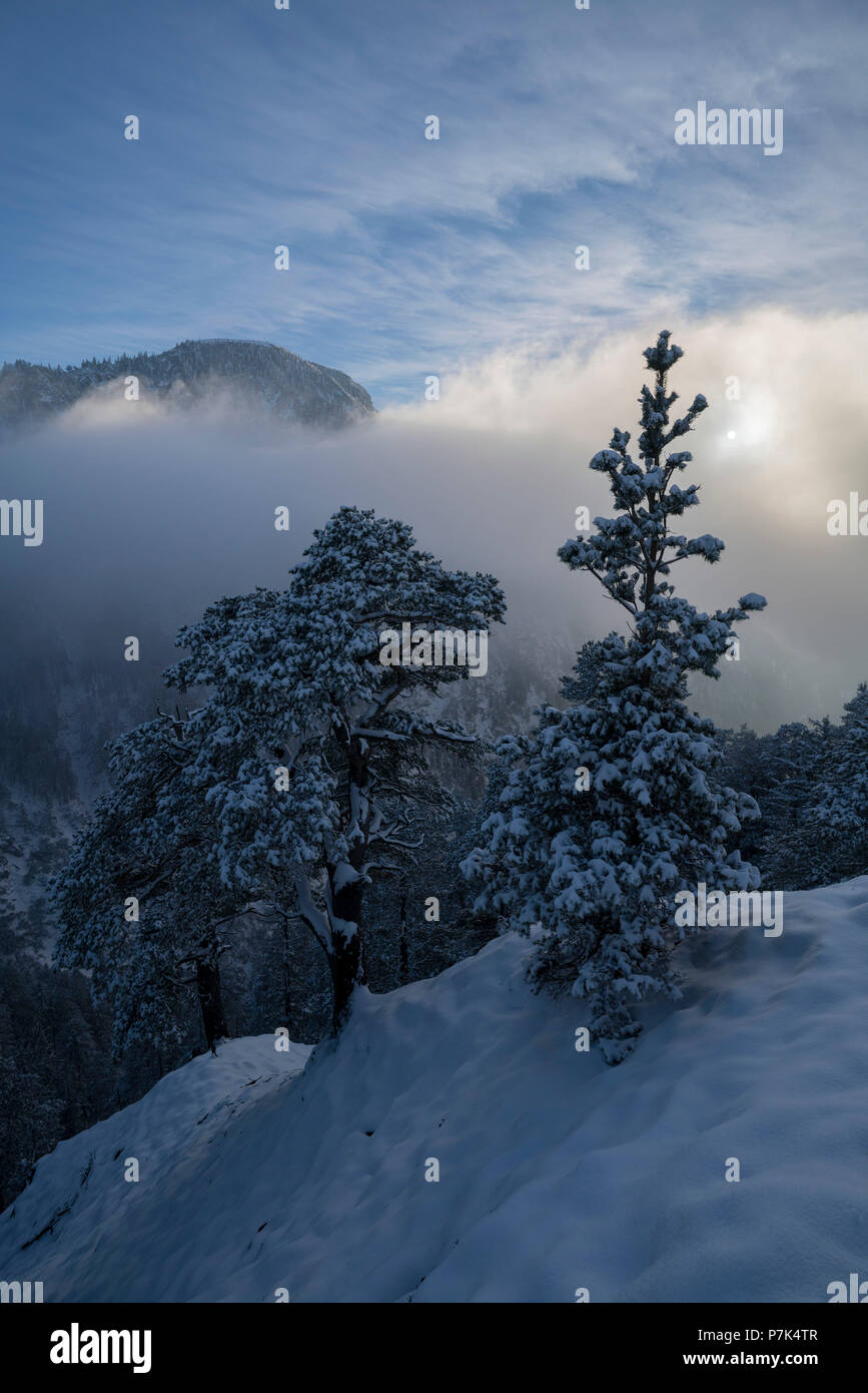 Winter evening on the Graseck overlooking Jochberg, at lake Kochelsee ...