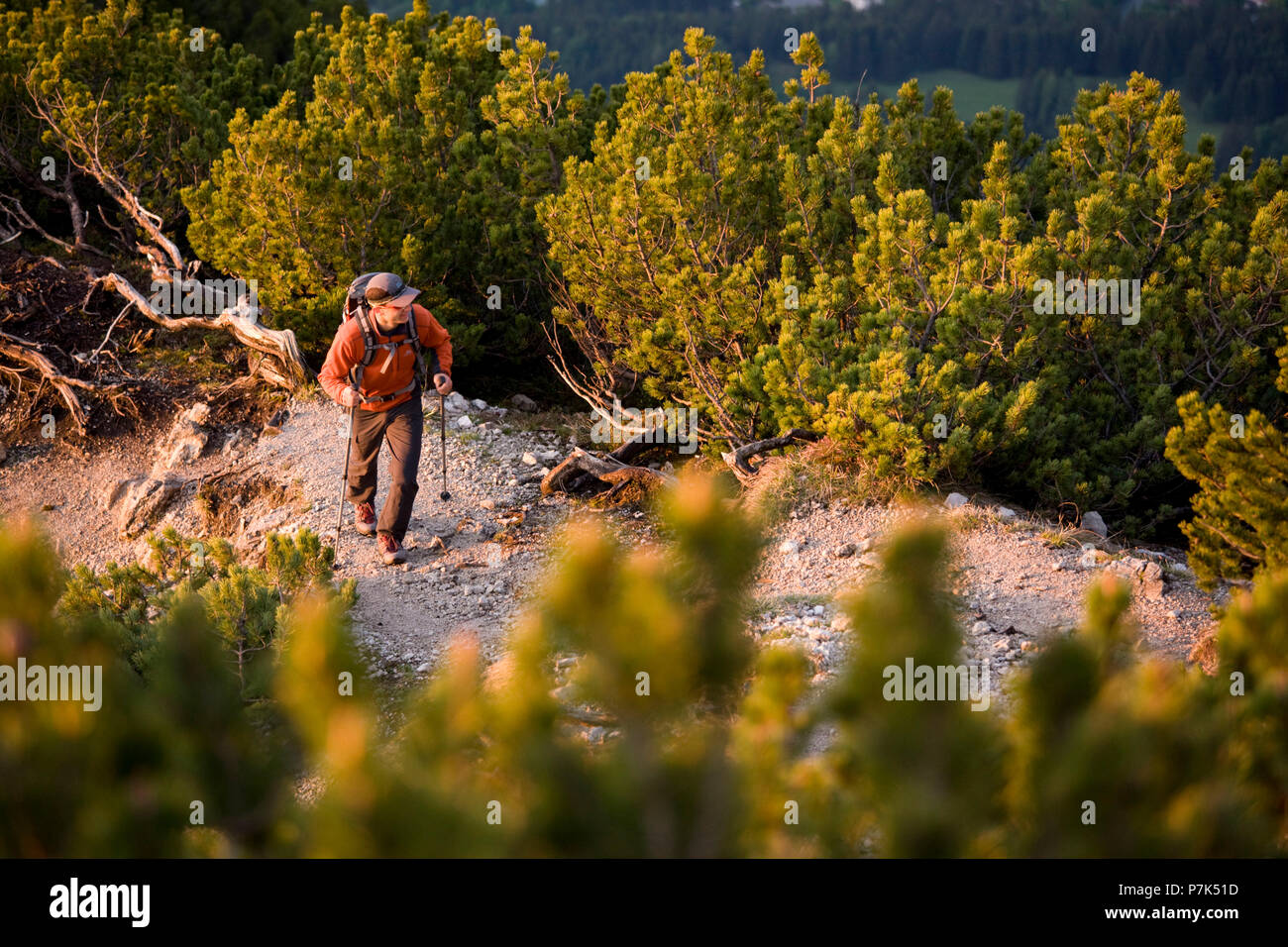 Hiker at the Kramer, Ammergau Alps, Bavarian Alps, Upper Bavaria ...
