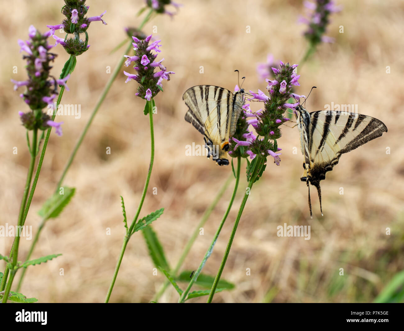 Closeup of yellow and black striped scarce swallowtail butterflies ...