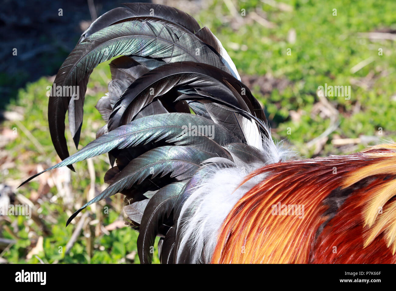 rooster shows off his colorful curly tail feathers Stock Photo - Alamy
