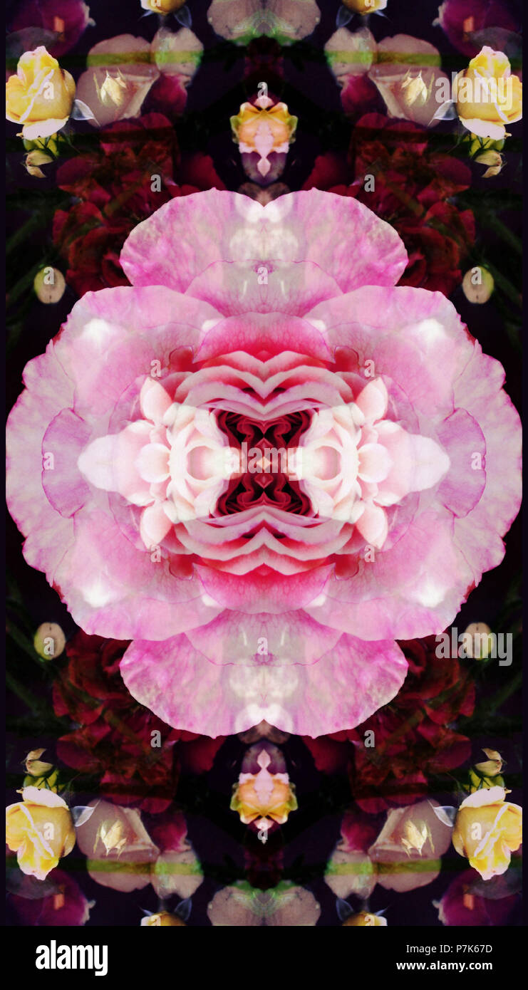 Symmetrical pattern of flowers hi-res stock photography and images - Alamy