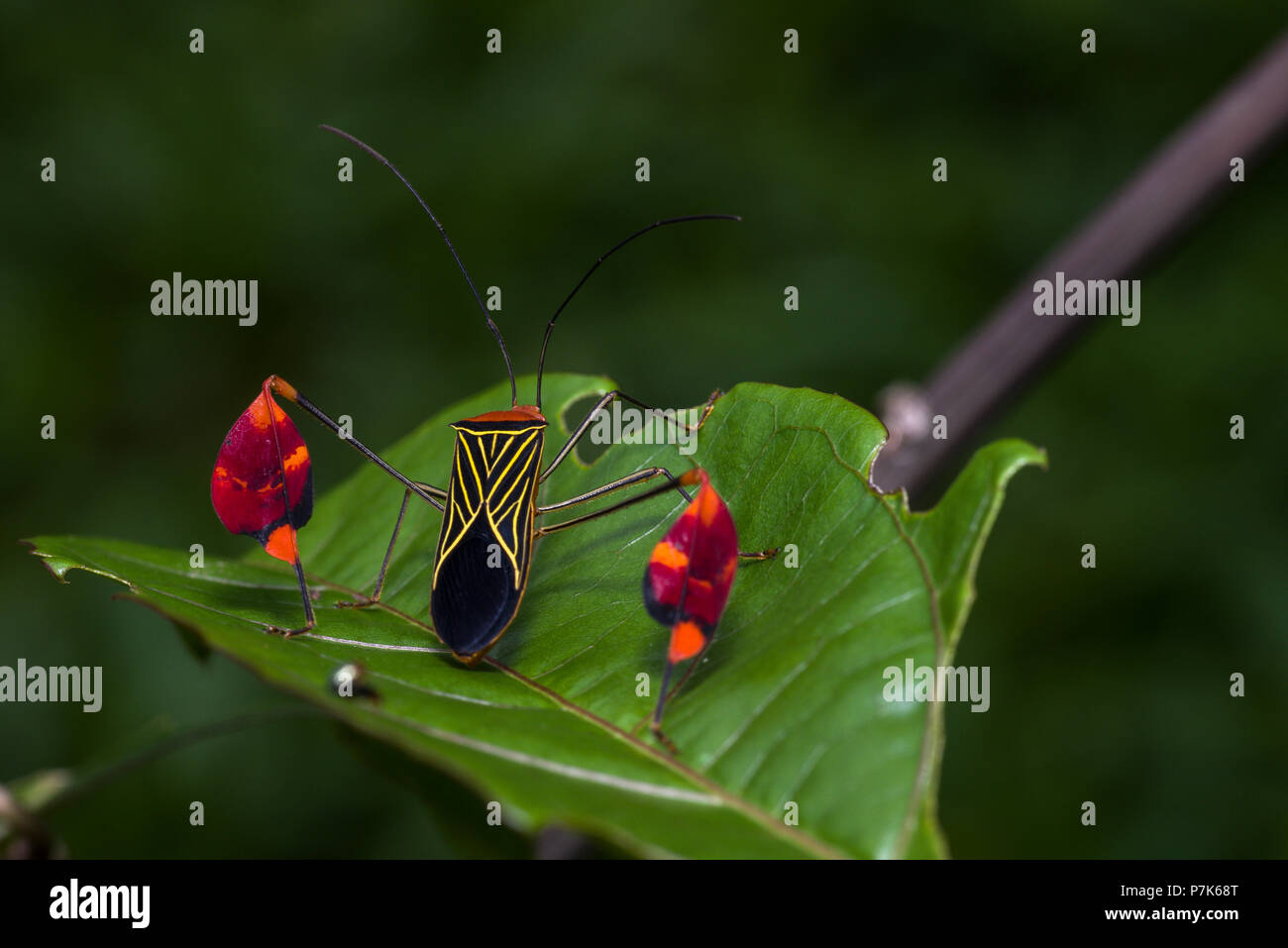 Mimicry insects hi-res stock photography and images - Alamy