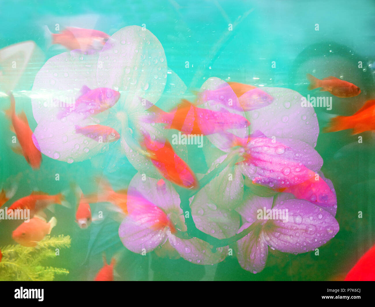 Fish colours hi-res stock photography and images - Alamy