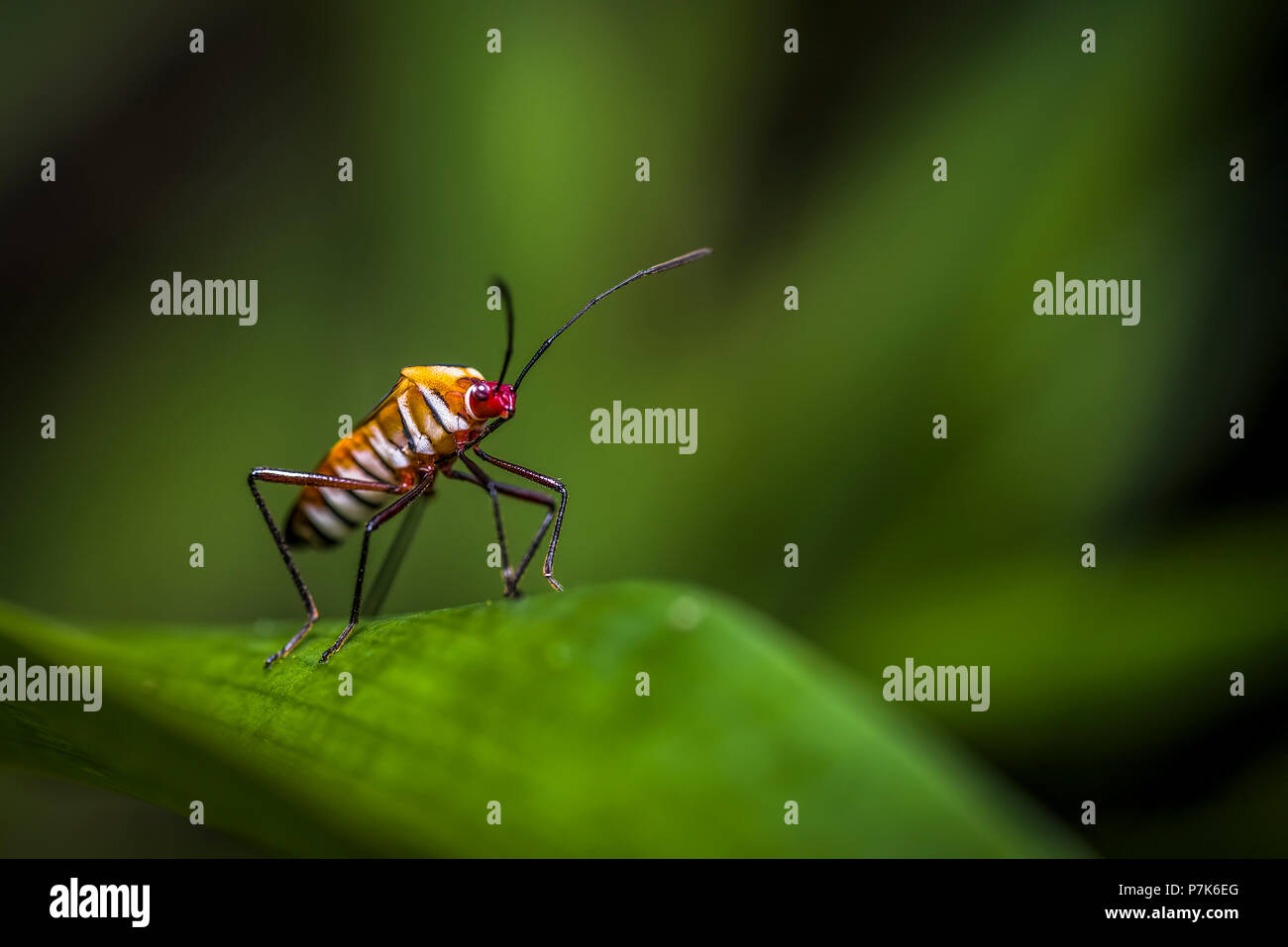 Mimicry in insects hi-res stock photography and images - Alamy