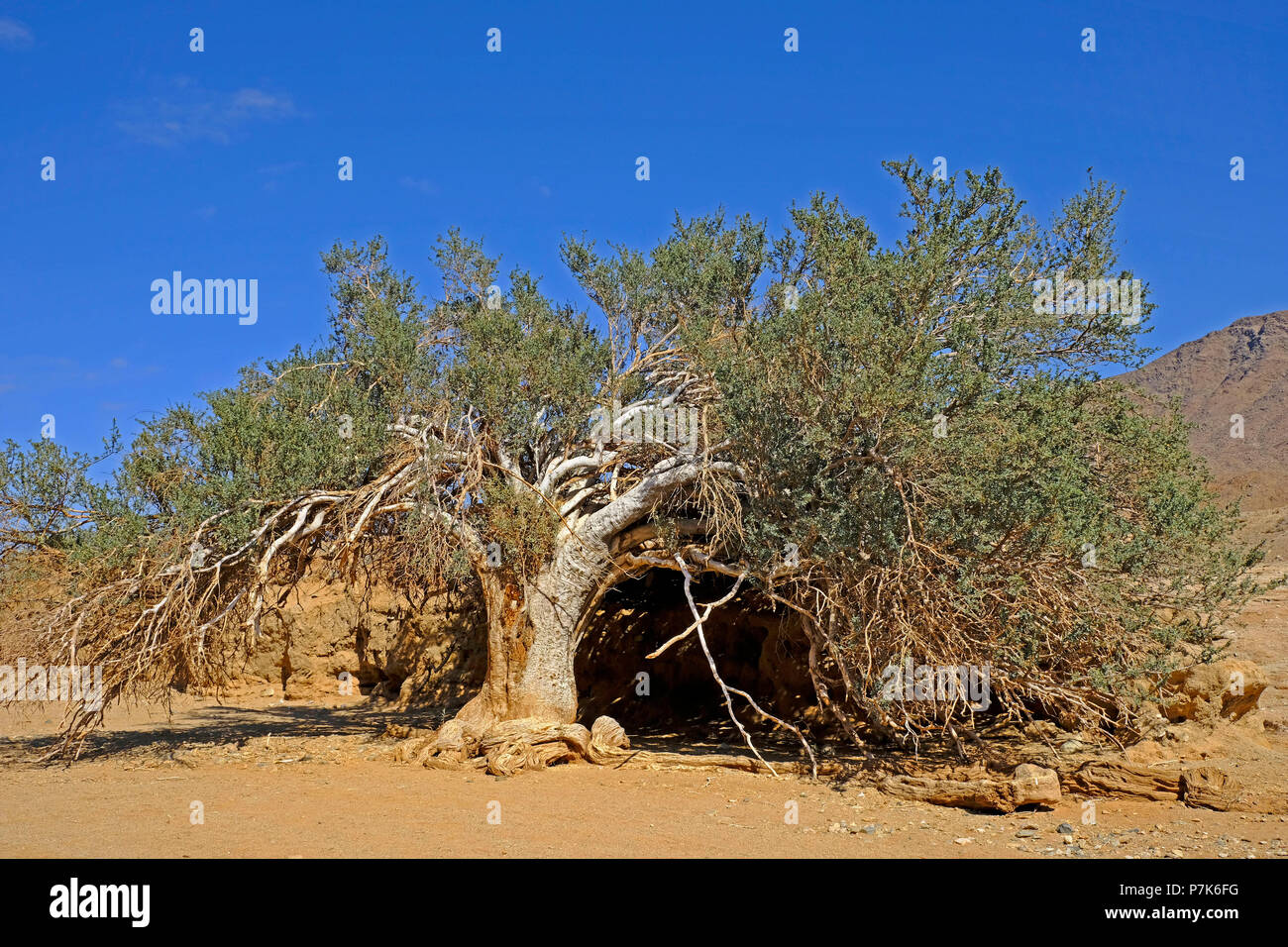 Old, gnarled tree at rock cave at the sandy river bed of the Orange ...