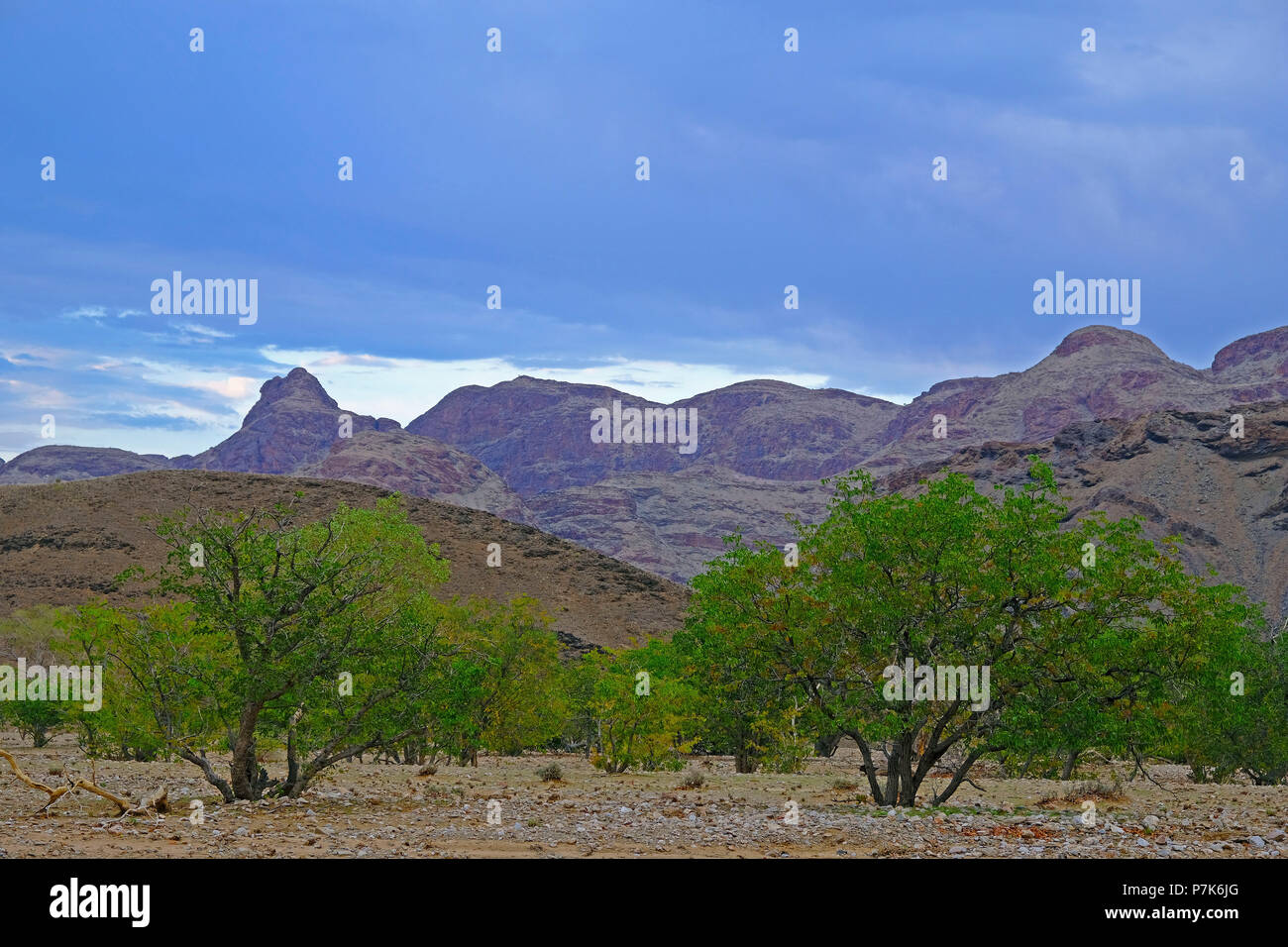 Mopane trees hi-res stock photography and images - Alamy