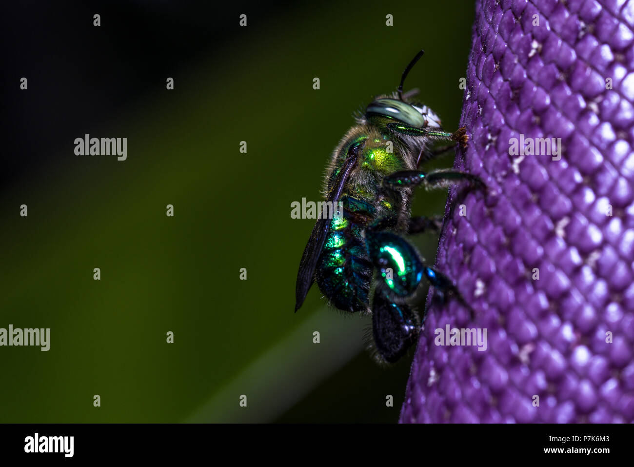 Blue orchid bee panama hi-res stock photography and images - Alamy