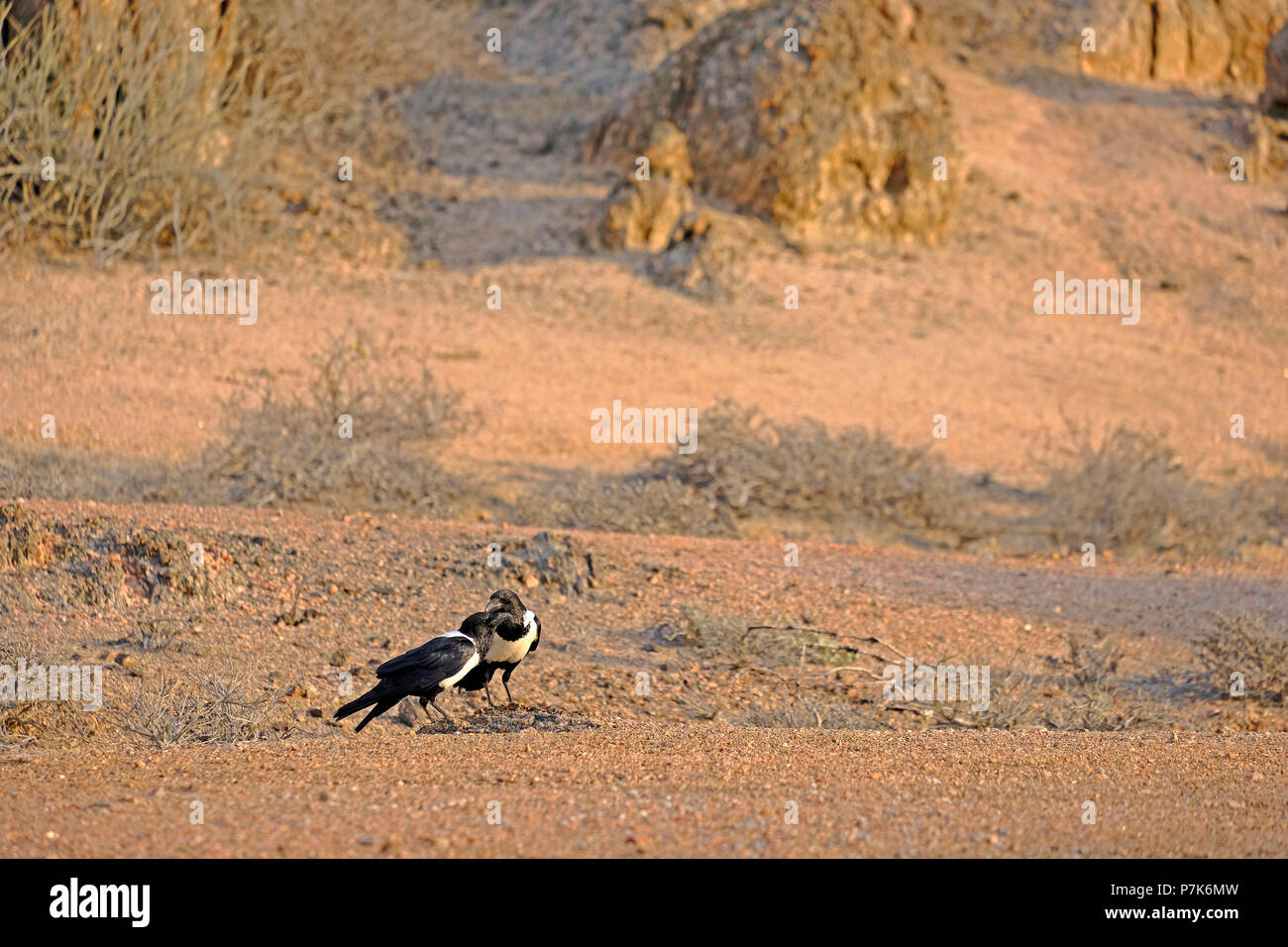 Two pied crows hi-res stock photography and images - Alamy