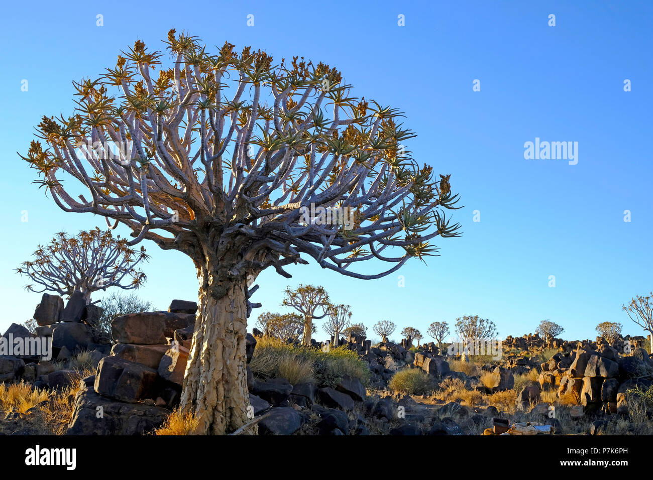 Kalahari desert quiver tree hi-res stock photography and images - Alamy