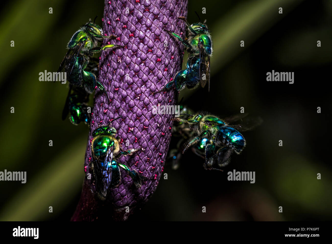 Euglossini bee also called orchid bees on a purple flower Stock Photo ...