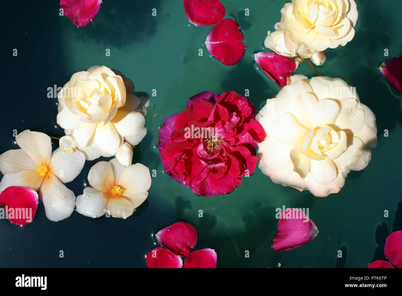 Flowers floating hi-res stock photography and images - Alamy