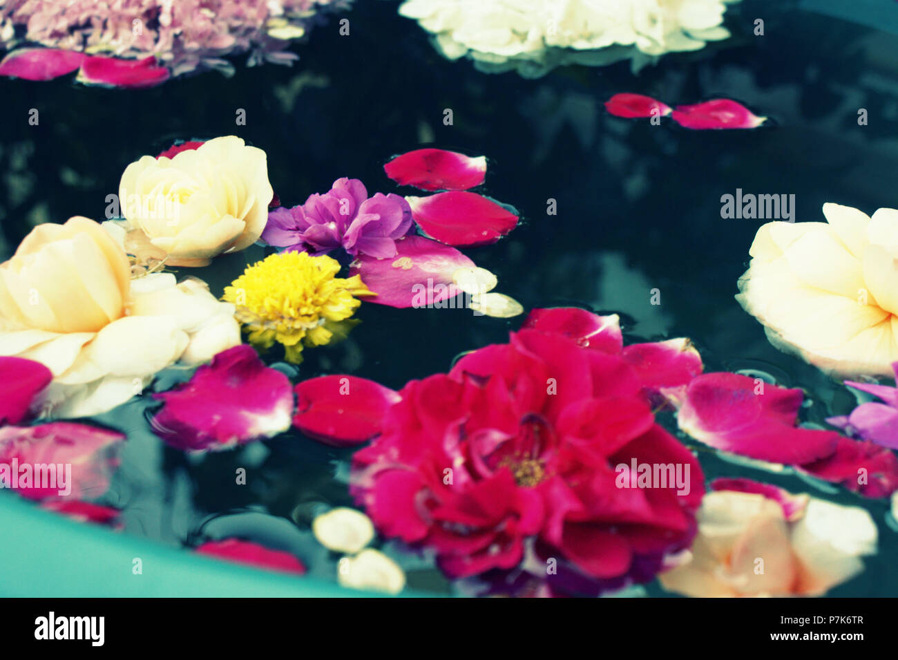 Flowers floating in water, detail, blur Stock Photo - Alamy