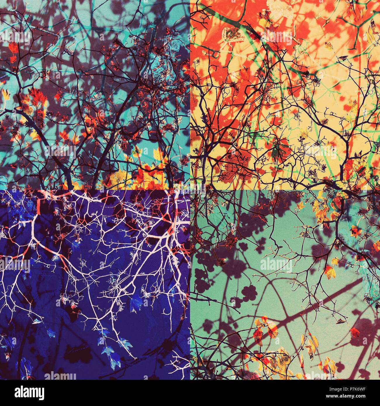 Collage of multi-layered photographs of branches, colored Stock Photo ...