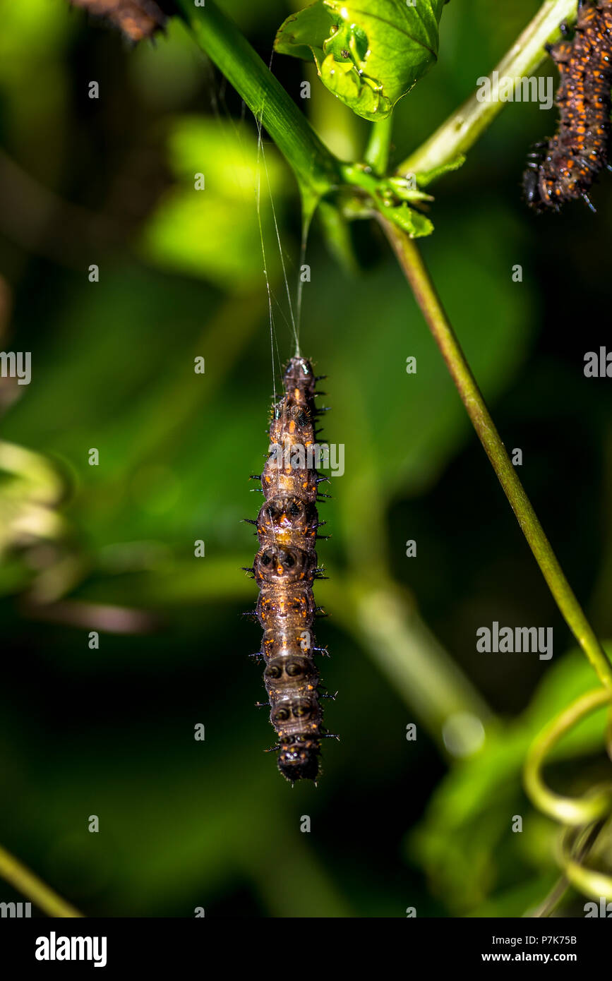 Jungle insects hi-res stock photography and images - Alamy
