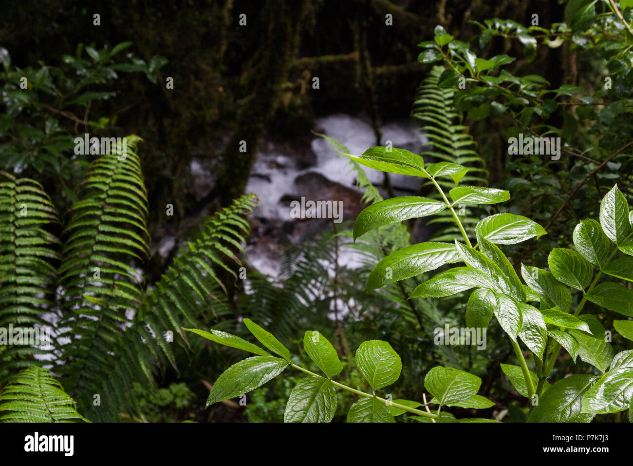Surrounded by wild and ancient forest a waterfall on the stone paved ...