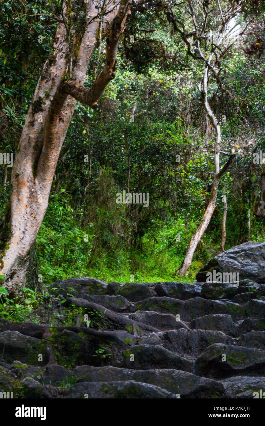 Stone steps of the Inca Trail to Machu Picchu in the wildness ...